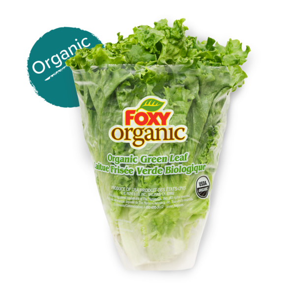 Iceberg Lettuce - Foxy Fresh Produce